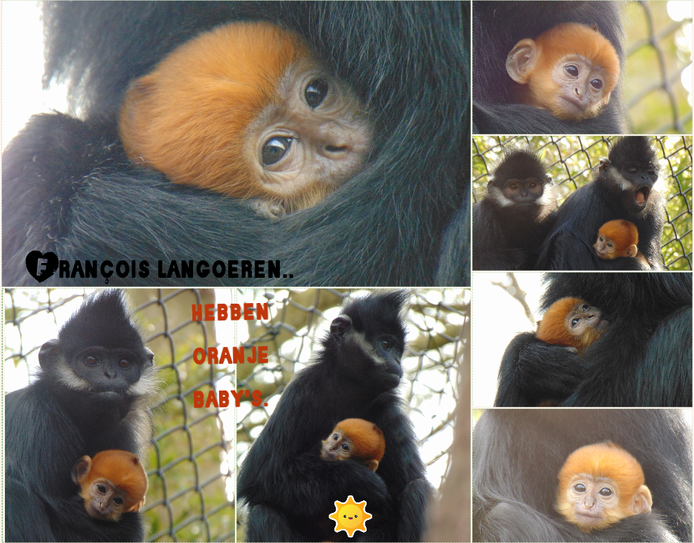 Welkom op Loekje 19: juni 2018