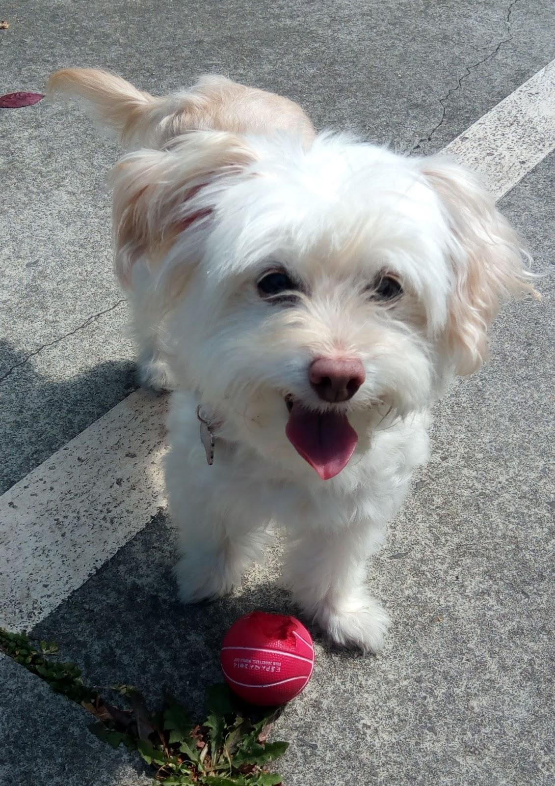 Sensaciones, sentimientos, emociones y pasiones: REGOCIJO