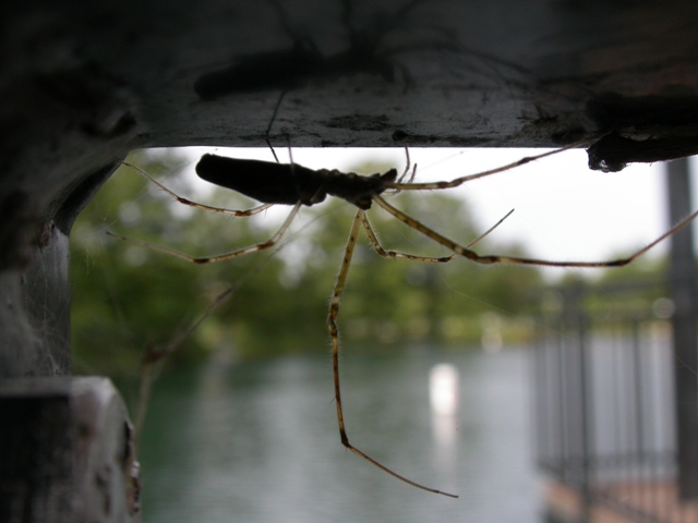 The Opulent Opossum: Long-Jawed Spiders, a.k.a. Stretch Spiders--Genus ...
