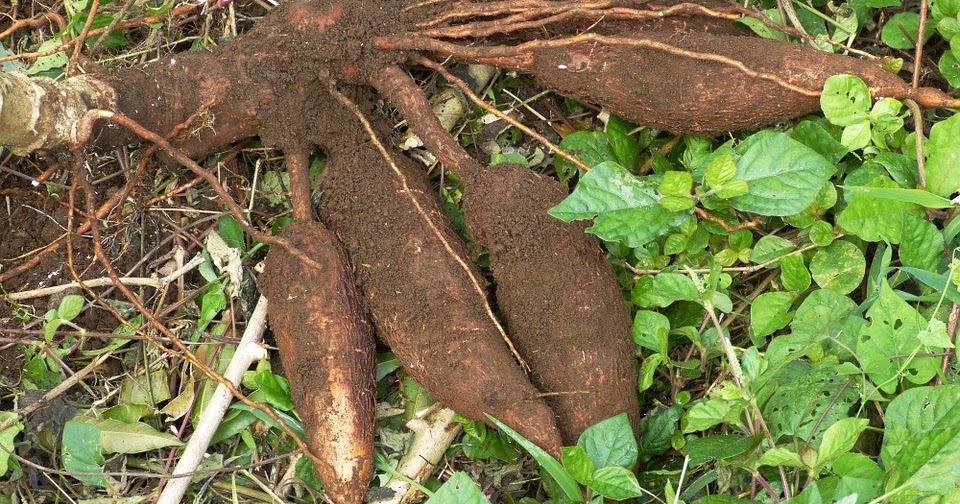 La yuca : El popular vegetal que contiene "un potente veneno" ~ TOP ...