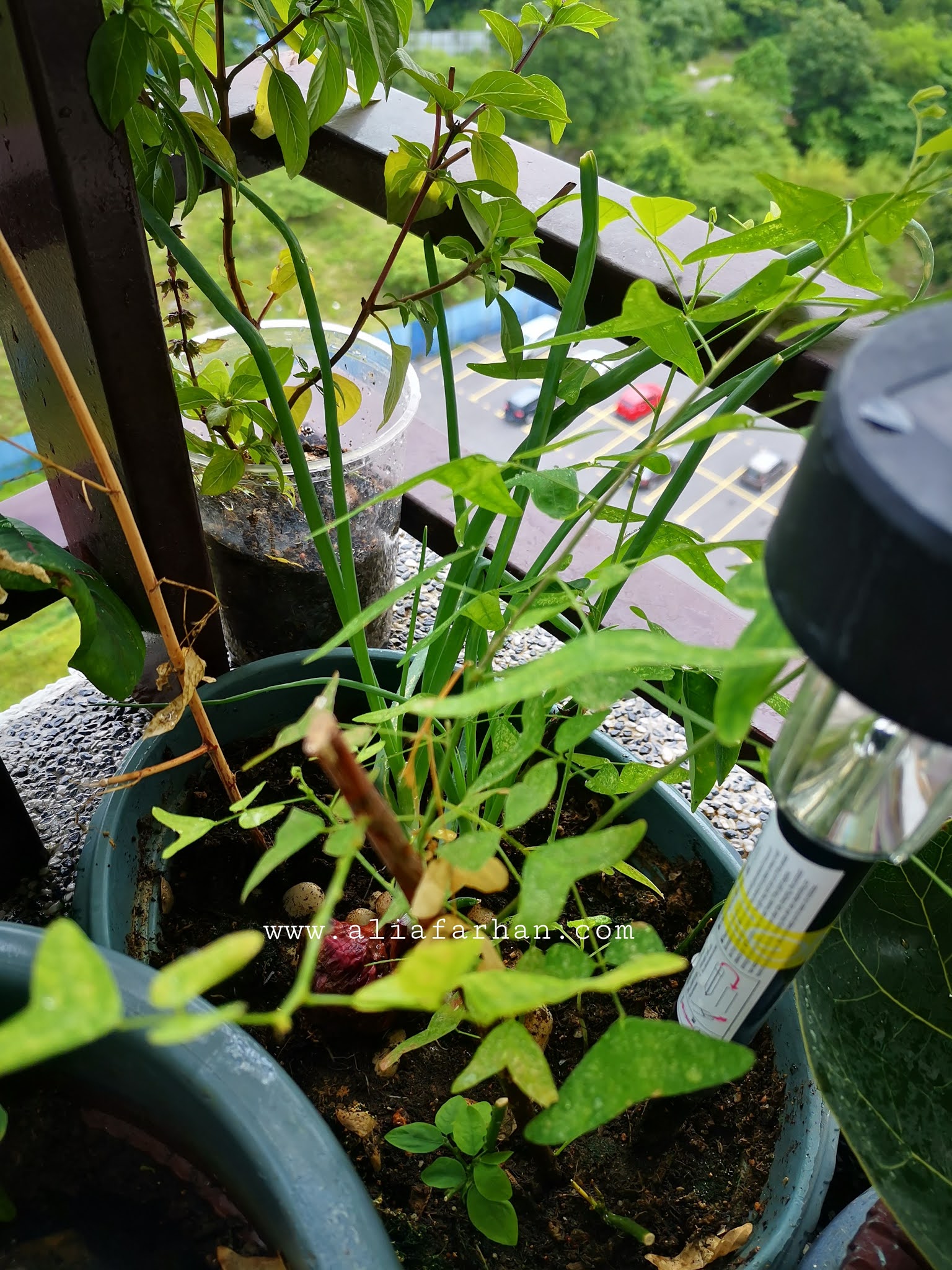 Edible plant at my small balcony | ALIA FARHAN