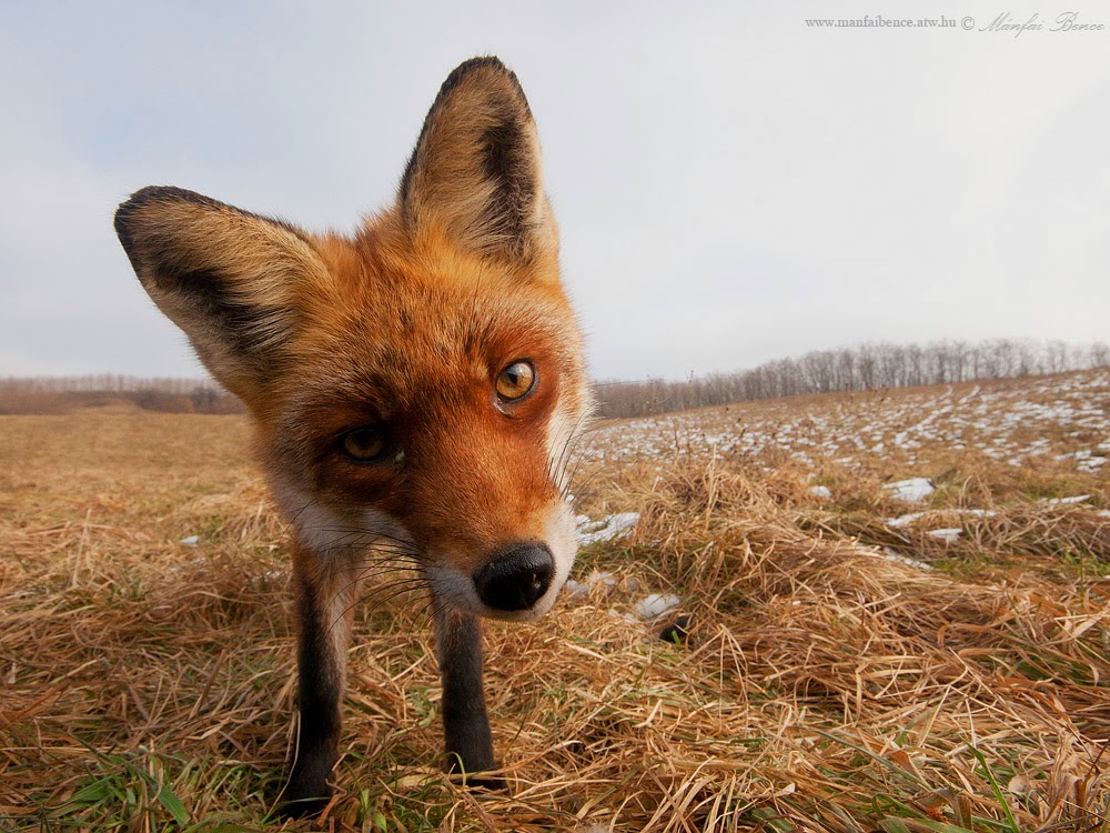 Mánfai Bence - fotónapló: A róka!