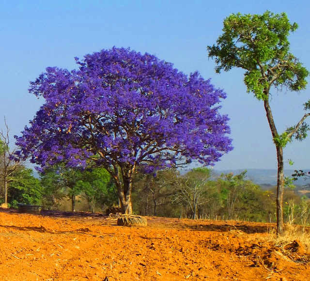 Conheça o Jacarandá de Minas ~ Conheça Minas