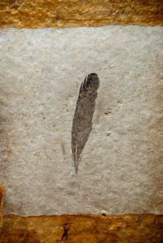 bensozia: Fossil Feathers