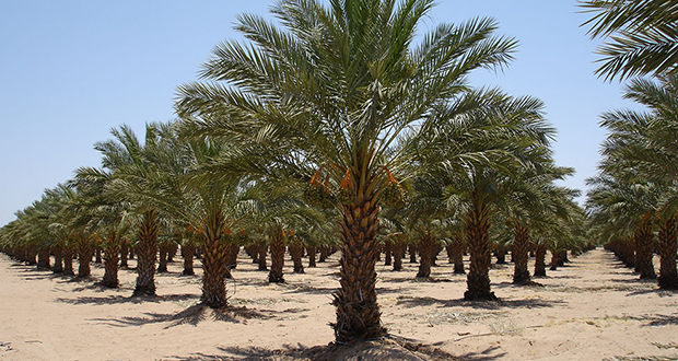 The Date Palm - Everything Tmey