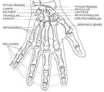 Radiographic positioning: Hand PA