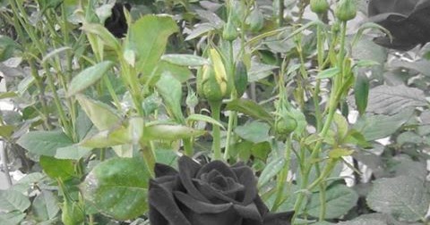 Black Rose From Halfeti Turkey