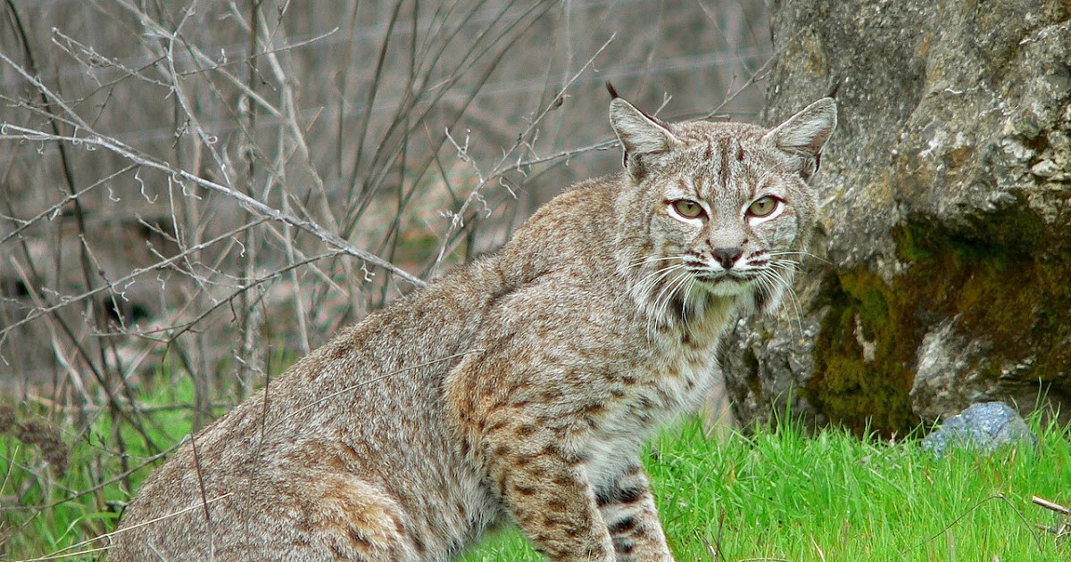 A Mystery Writer's Notes From Tahoe: Tahoe Wildlife - Bobcat!