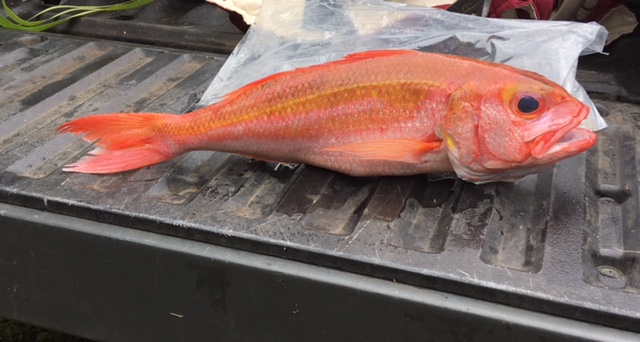 Homesteading in Hawaii: 2020