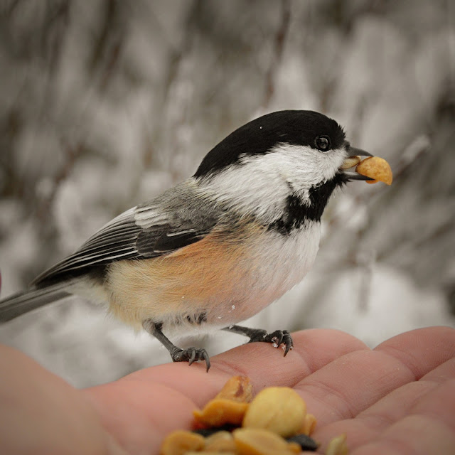 My Little Craft Things: Pion Design - Sweet Dreams