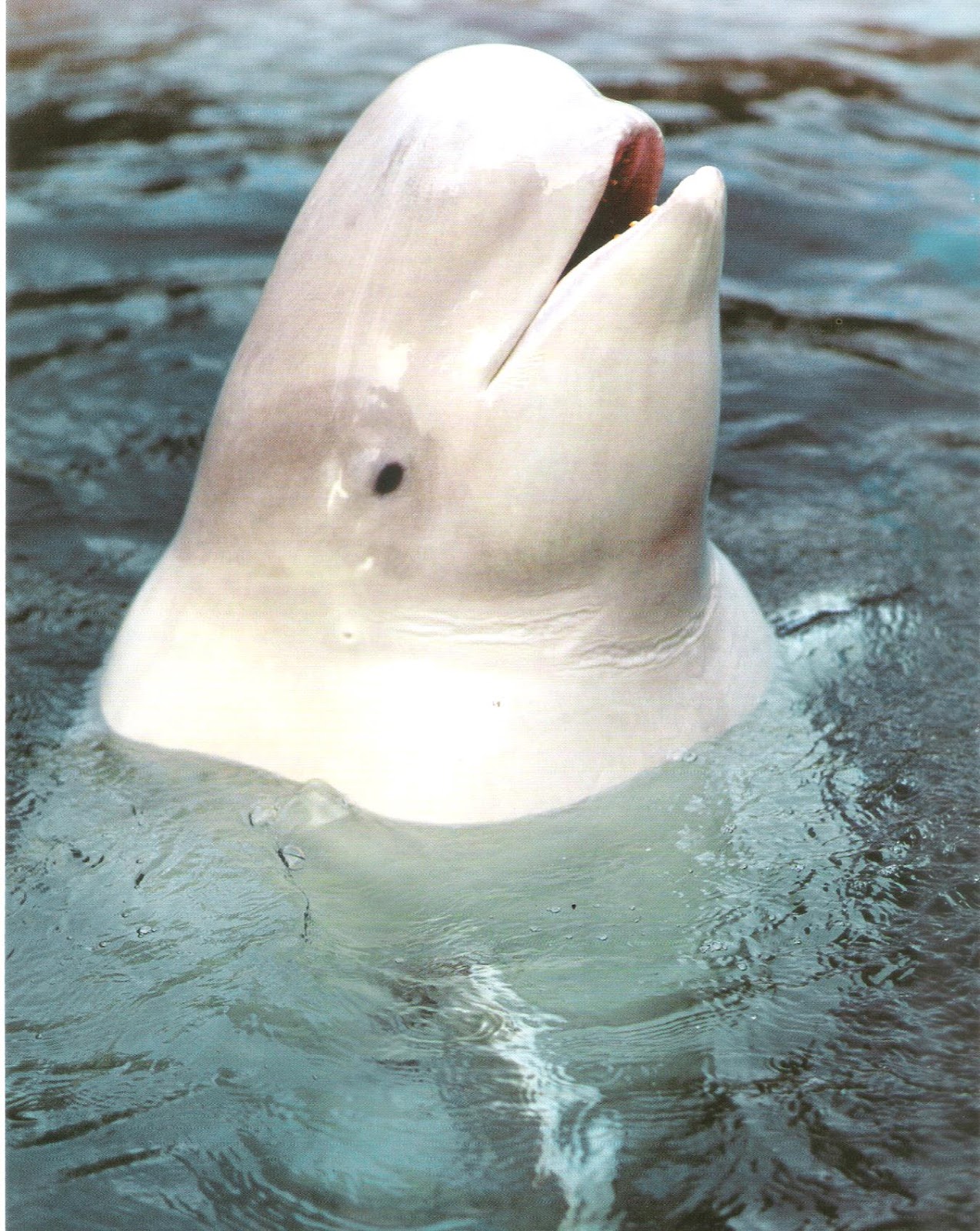 Zoológico Virtual do Koba: Beluga