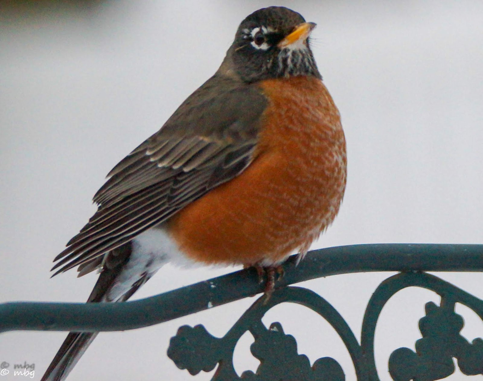 Review of Facts and Photos of the American Robin