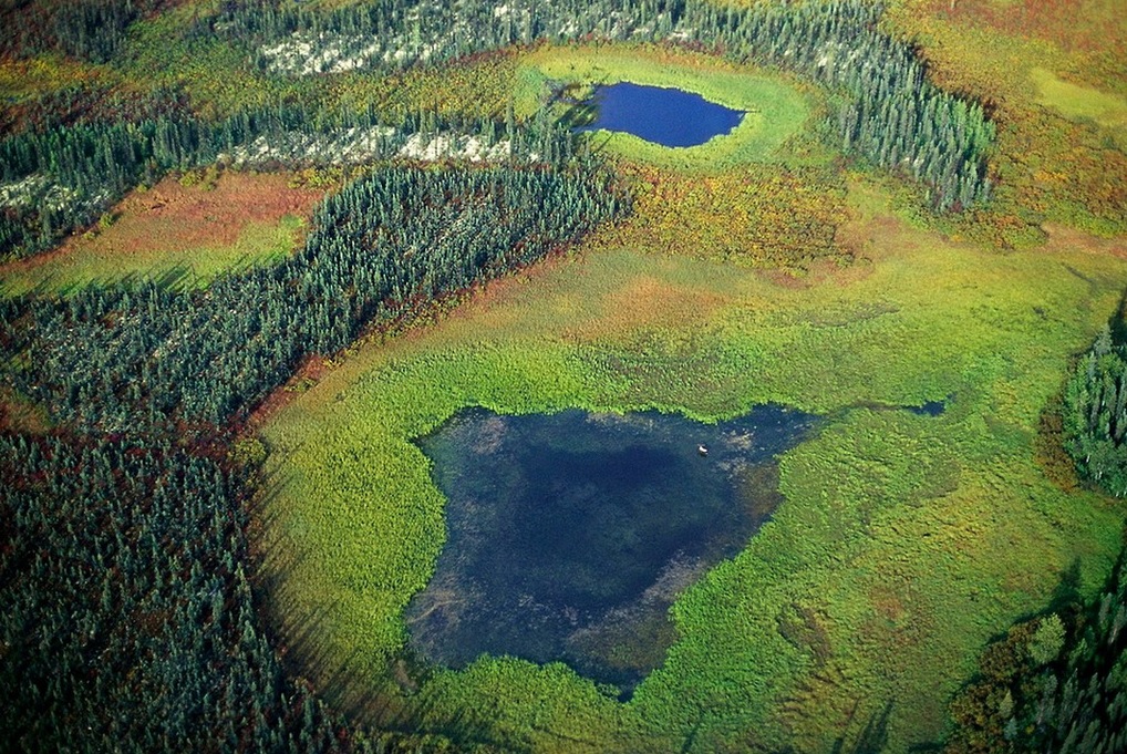 Imparare con la Geografia: 40 Il pianeta Terra - Foreste boreali ...