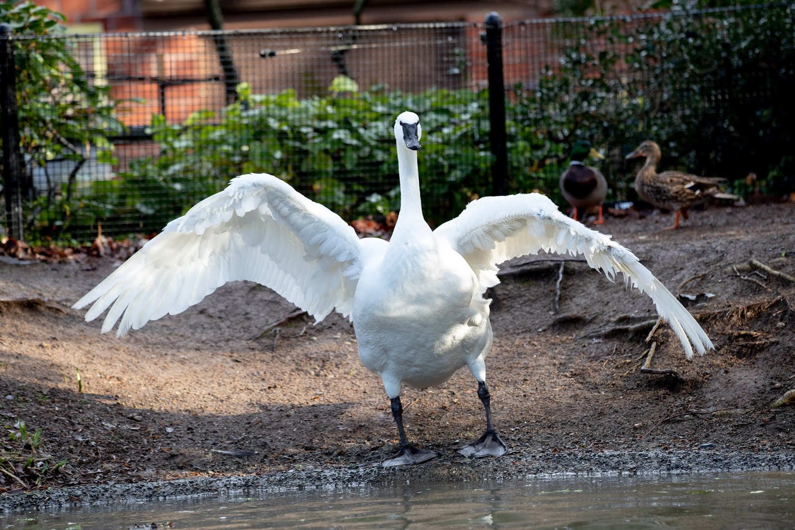 You're the Swan for Me