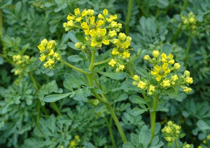 අරූද [Aruda] (Ruta graveolens) ~ අපේ ඔසුපැළ Medicinal Plants of Sri Lanka