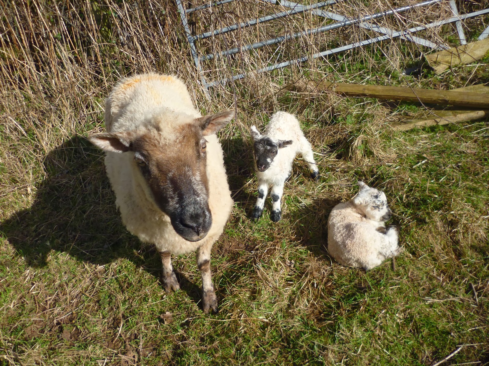 Little Mill Farm