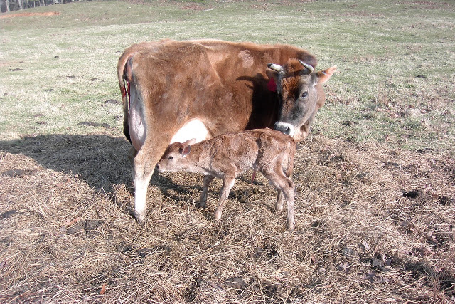 Faith Farm Foods: February baby calfs born on Faith Farm
