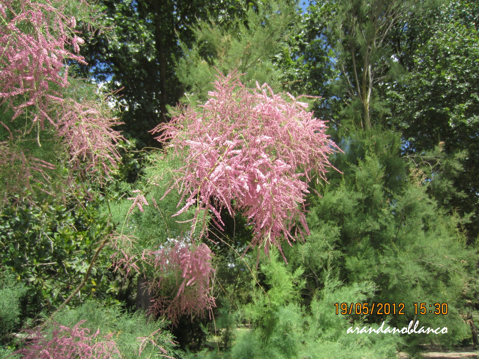 elarbolmiamigo-encinarosa: TARAJE - Tamarix africana - Tamarix gallica ...
