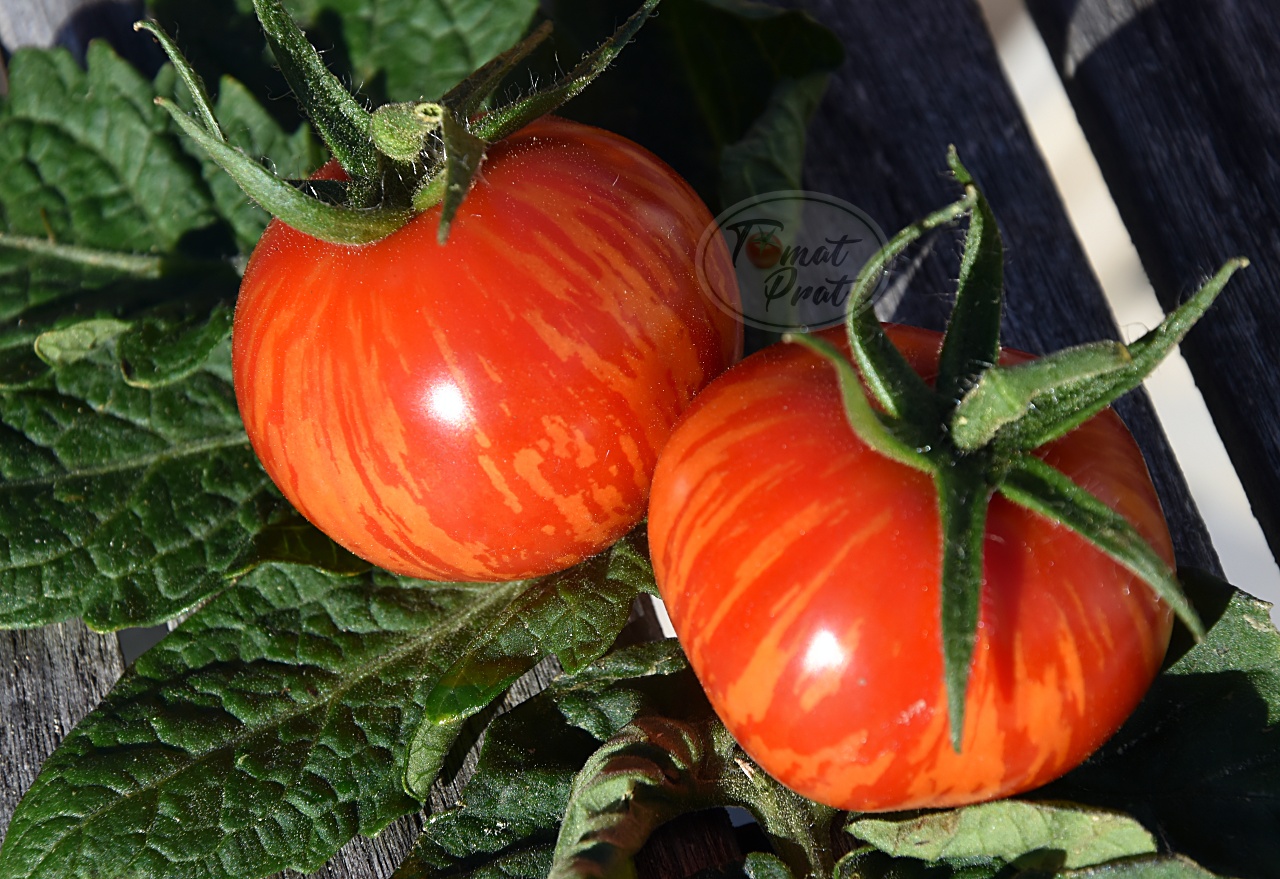 TomatPrat: Red Zebra tomat