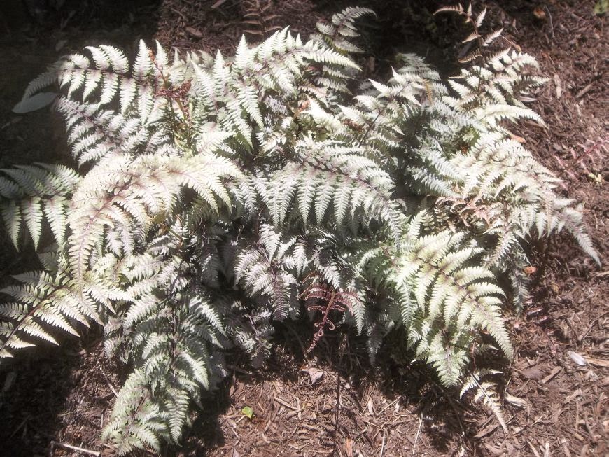Future Plants by Randy Stewart: Fern - Athyrium ( Painted & Lady Ferns )