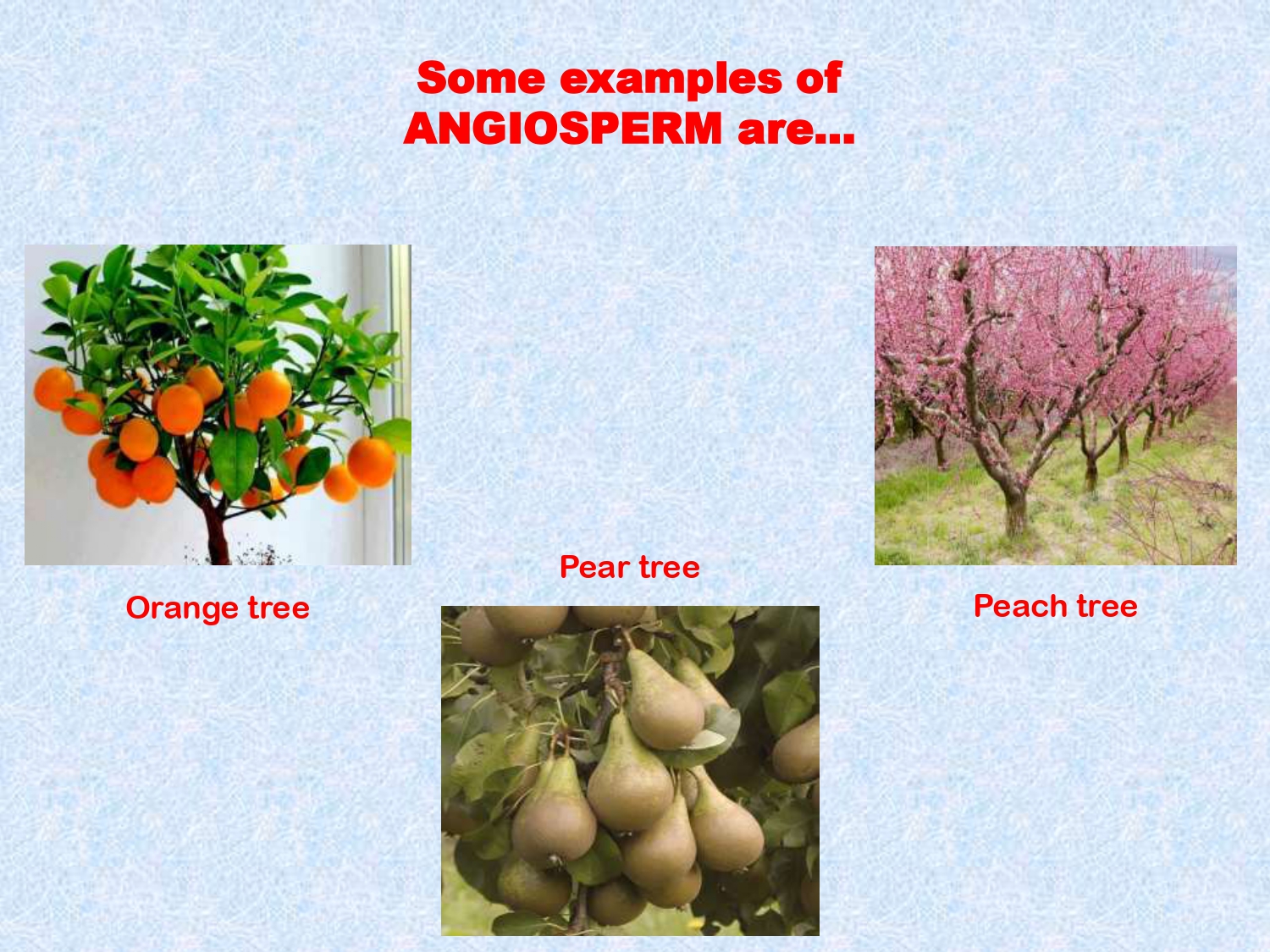 Seneca Science Corner 5: Plant Classification!