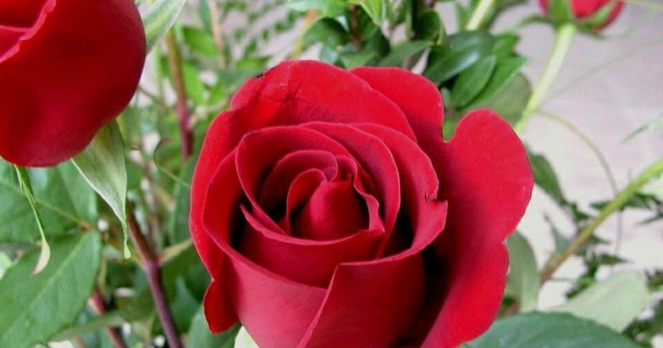 Tips dan trick budidaya bunga mawar agar cepet berbunya dan berbunga ...