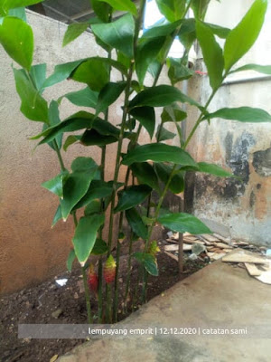 Lempuyang Emprit - catatan sami