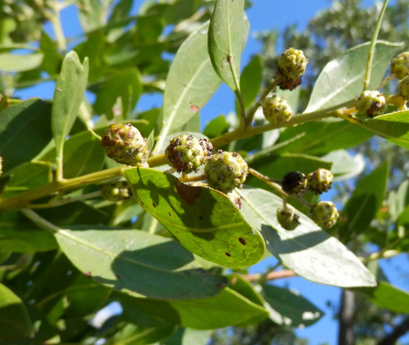 C & G : Smoked mullet: The PERFECT smoking wood for your home caught ...