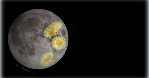 5 Simple Ideas for Celebrating the May Full Moon