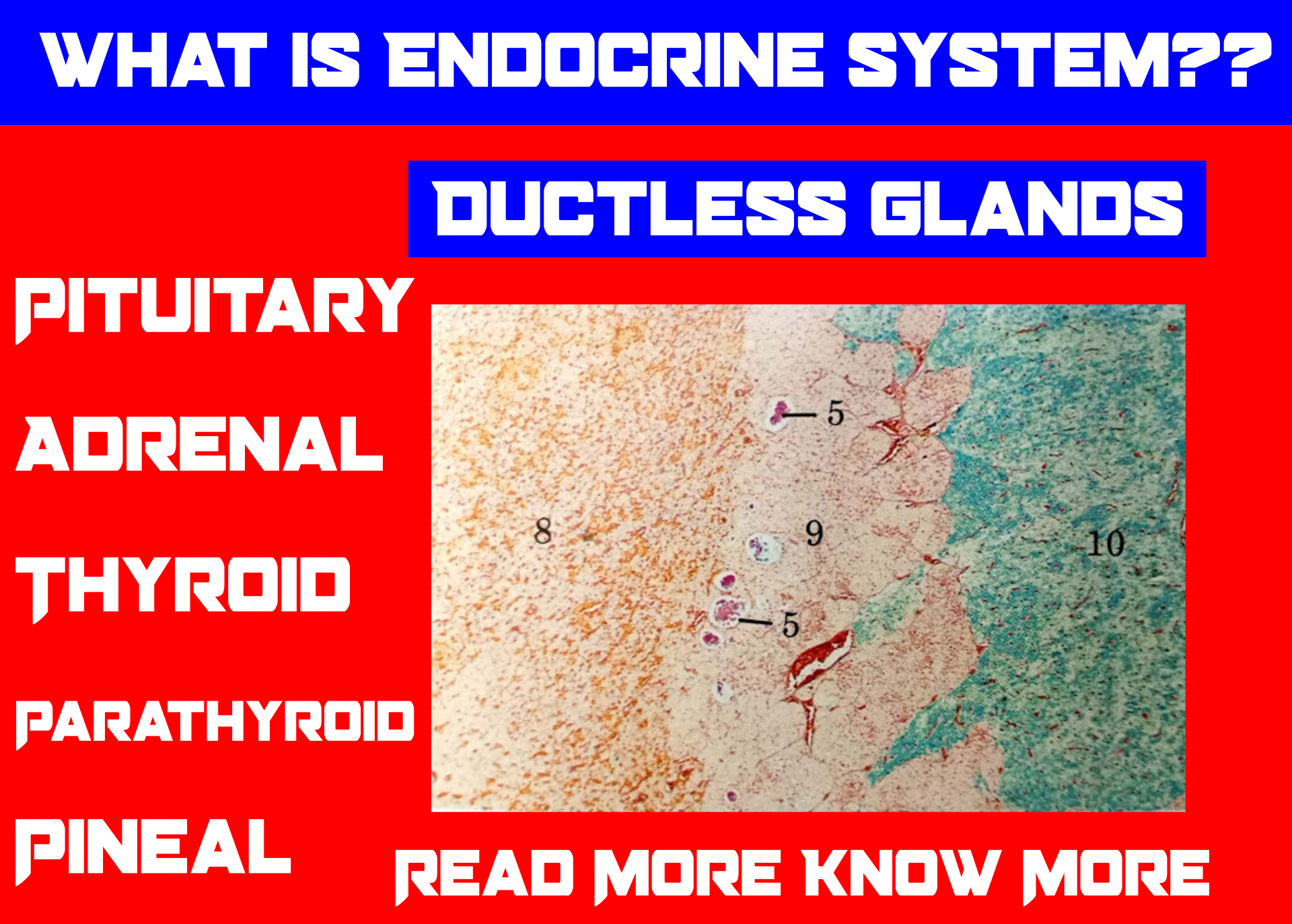 The Endocrine Glands | Histology | Anjani Mishra