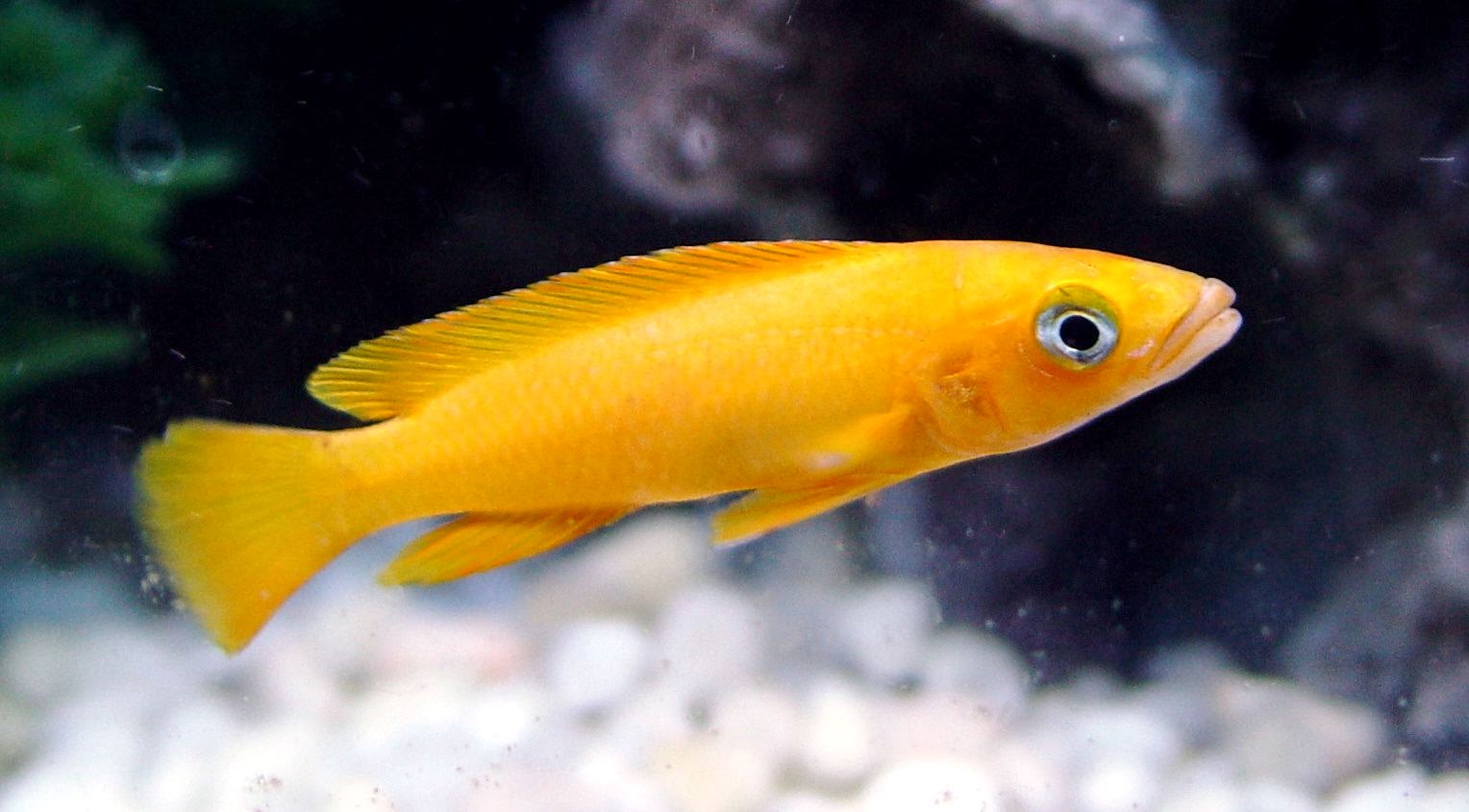 Ikan hias air tawar: Ikan Lemon