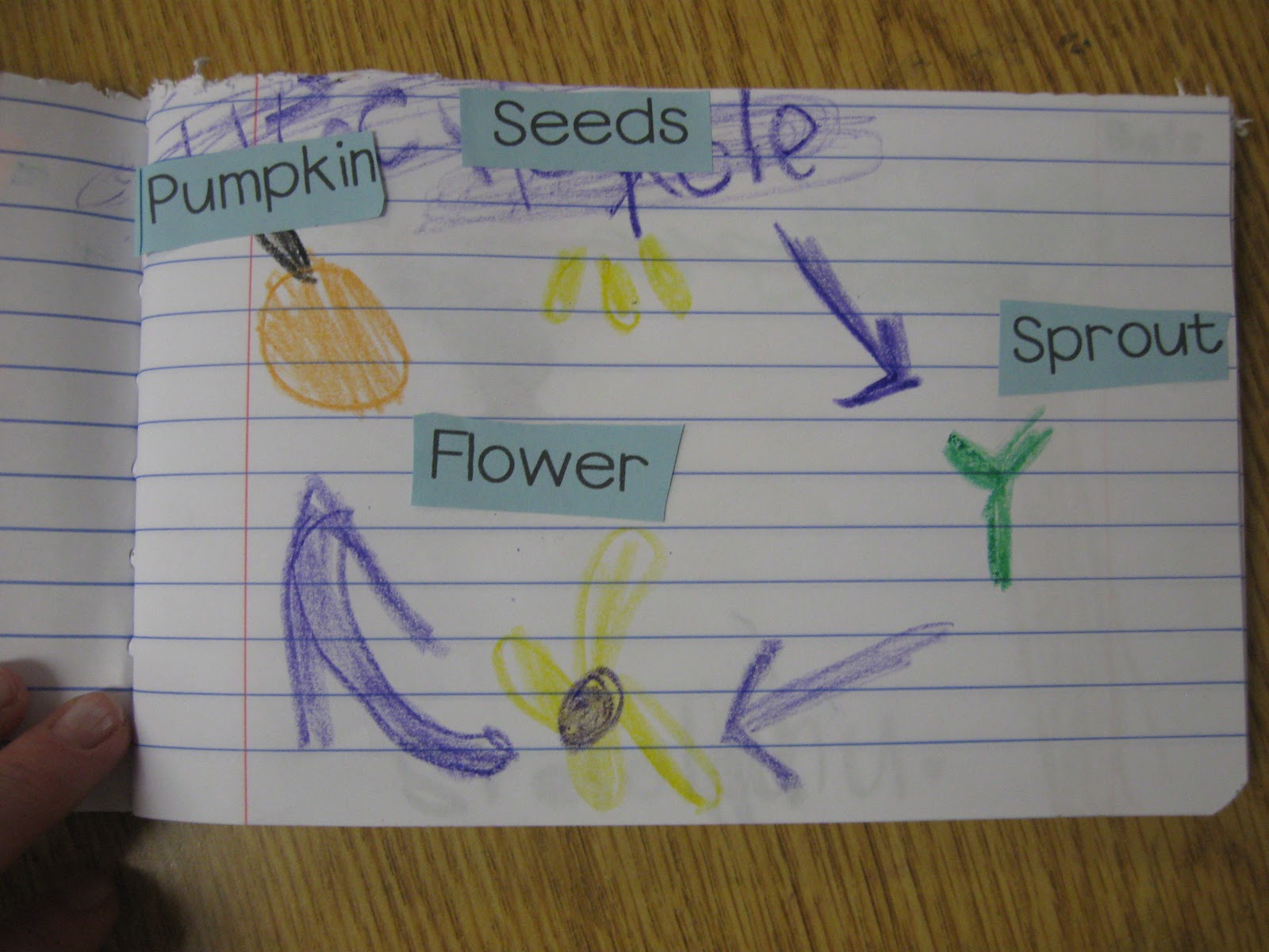 Teaching, Learning, & Loving: Science Notebooks