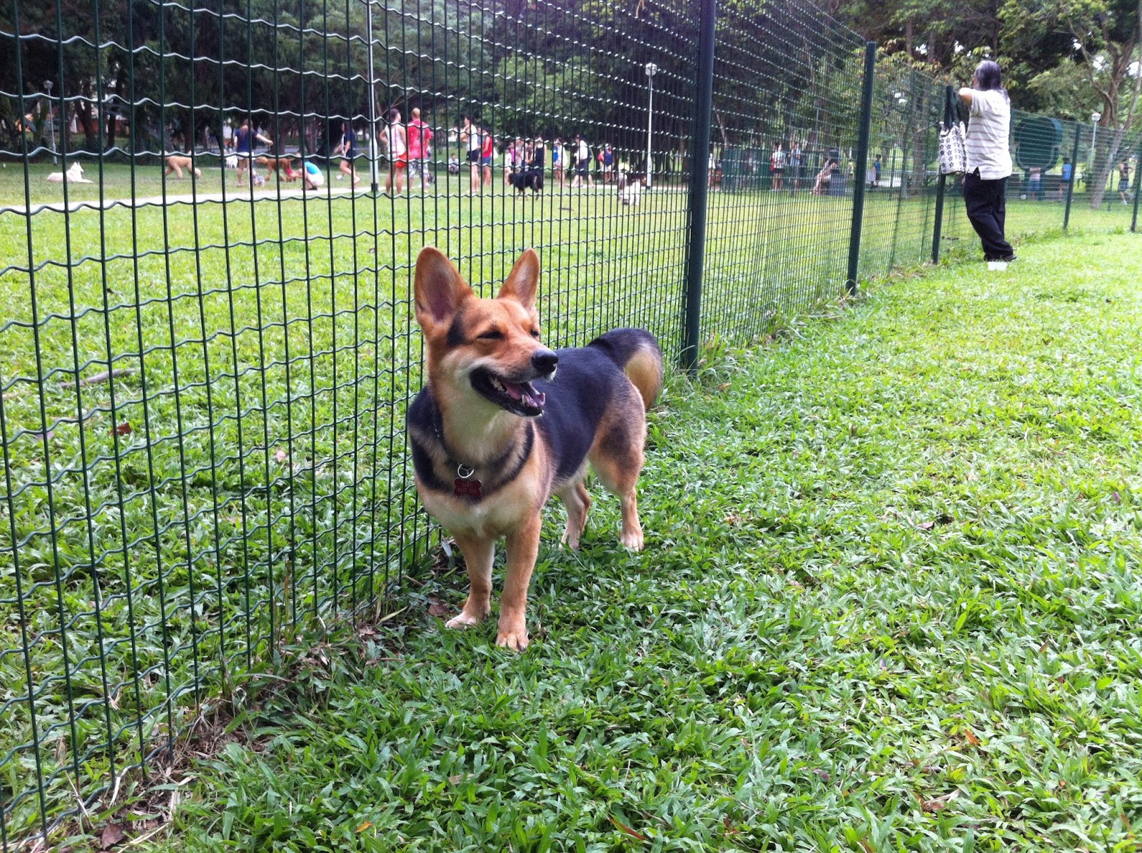 Paw Mart: Bishan Dog Run