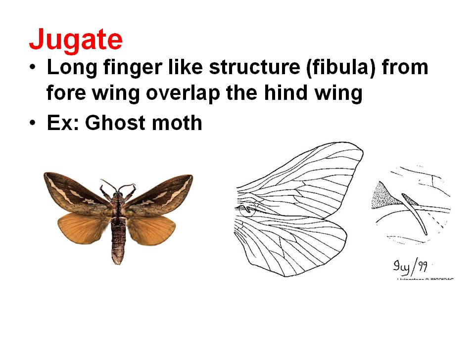 Insect wing, Modifications and Copulation