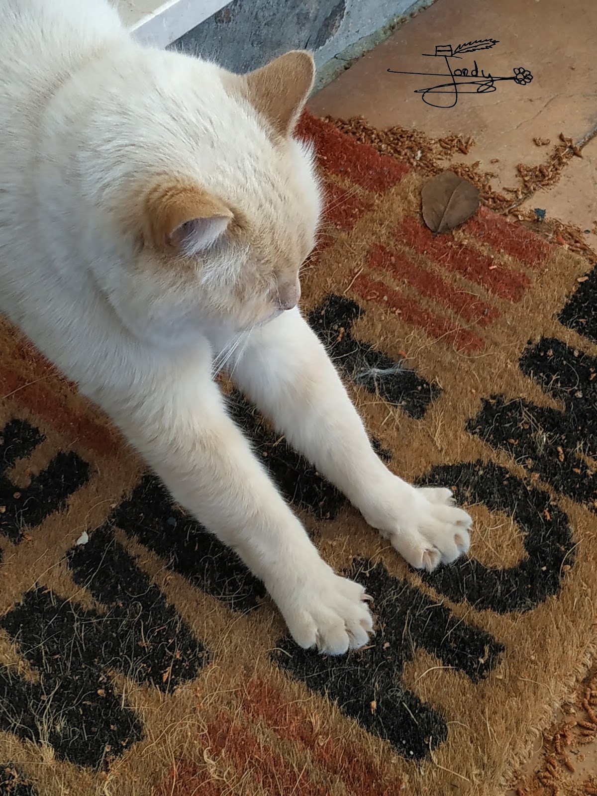 FOTOGRAFIANDO: Gato Posando