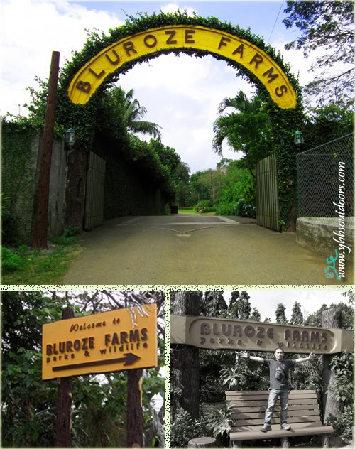 Blue Rose Farm Lipa Pictures - GOOGLESACK