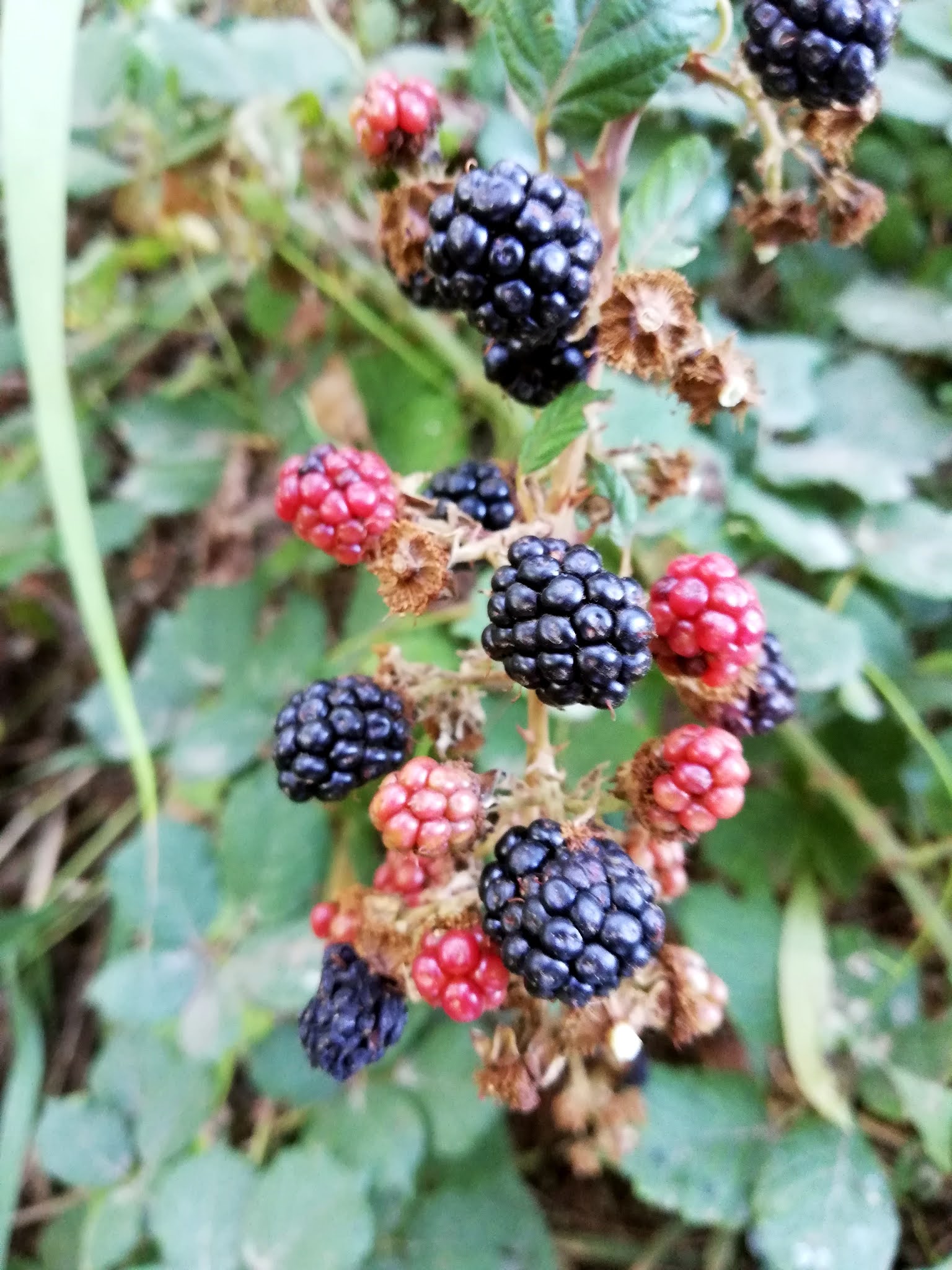 Herbari Canyadenc: Rubus ulmifolius, zarzamora, esbarzer, zarza, mora.