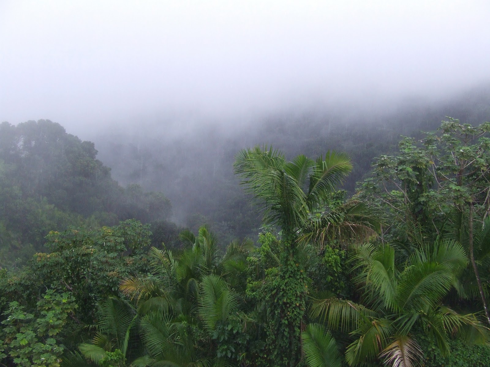 Living in the Rainforest: El Yunque National Forest