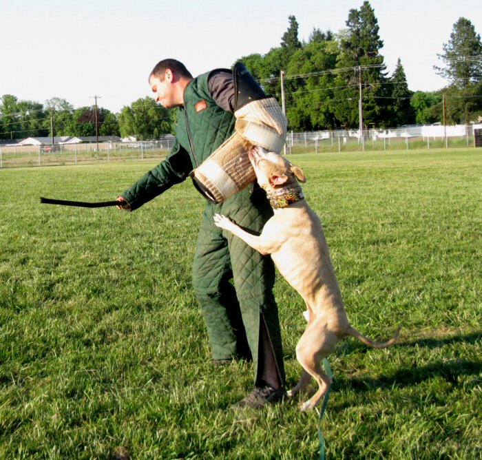 Life with Seppel: Bite work, agility, and loose dogs!