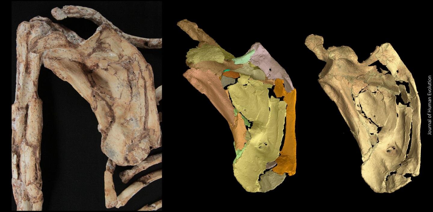 The birth of Modern Man: Little Foot fossil shows early human ancestor ...