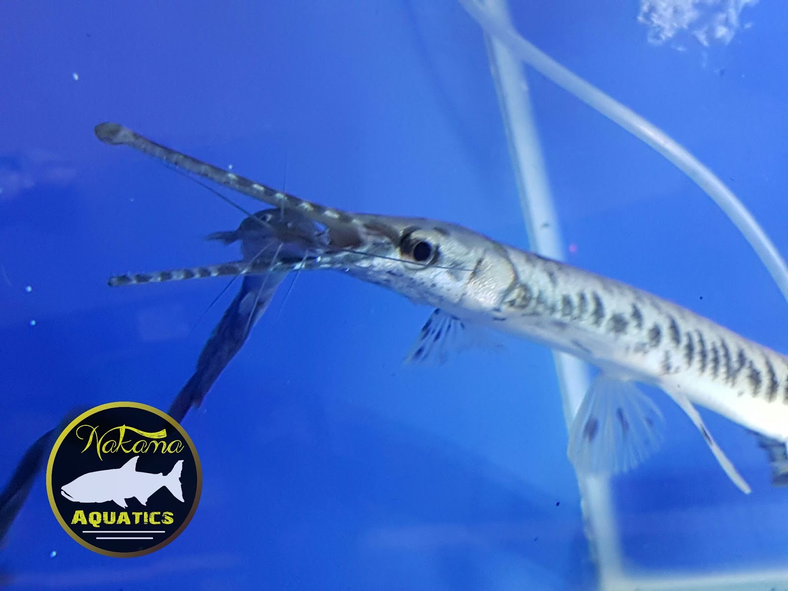 6 Ikan Predator Air Tawar Tipe Atas Yang Populer - Nakama Aquatics