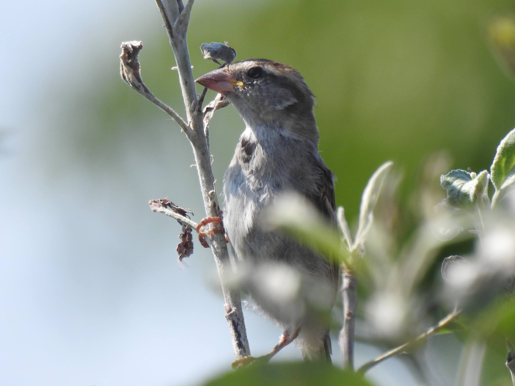 PASARI DIN ROMANIA: VRABIA DE CASA, Passer domesticus