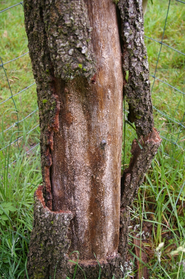 John Grimshaw's Garden Diary: Oaks at Chevithorne Barton
