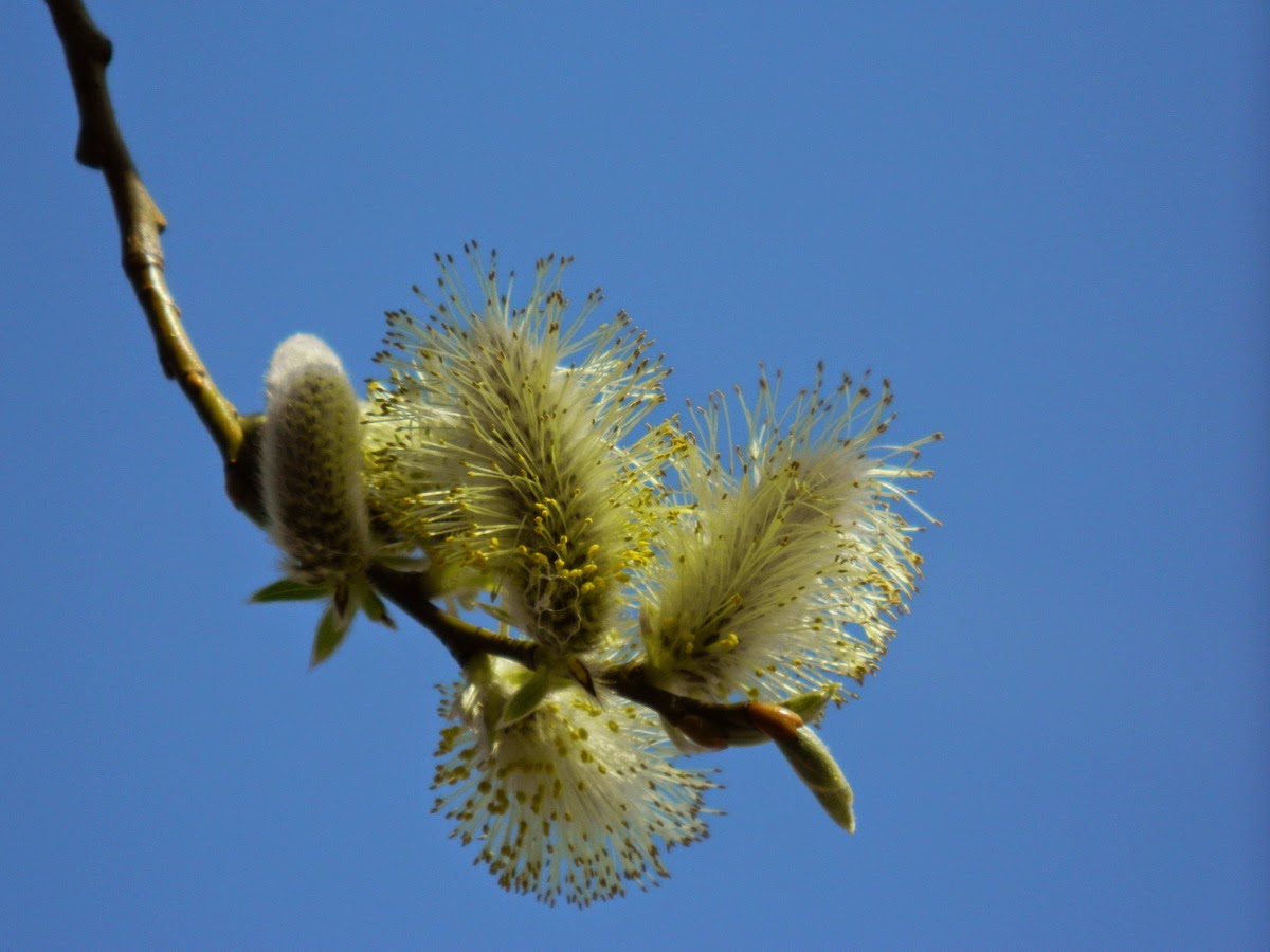 LA MULTI ANI, ROMANIA!: Muguri si flori