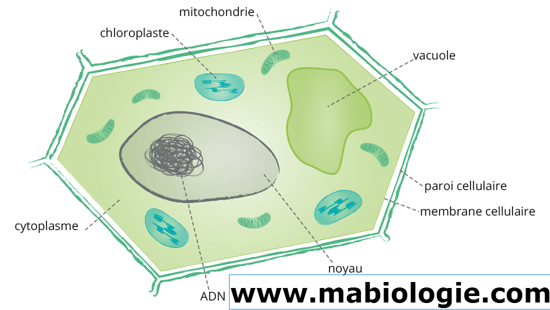 Biologie VÉgÉtale Cour ~ Biologie At Home
