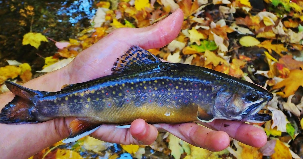 Connecticut Fly Angler: Fall Colors Brook Trout Style