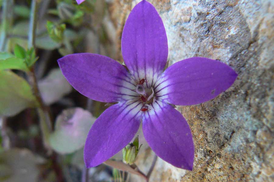 Wildflowers of Andalucia: November 2011