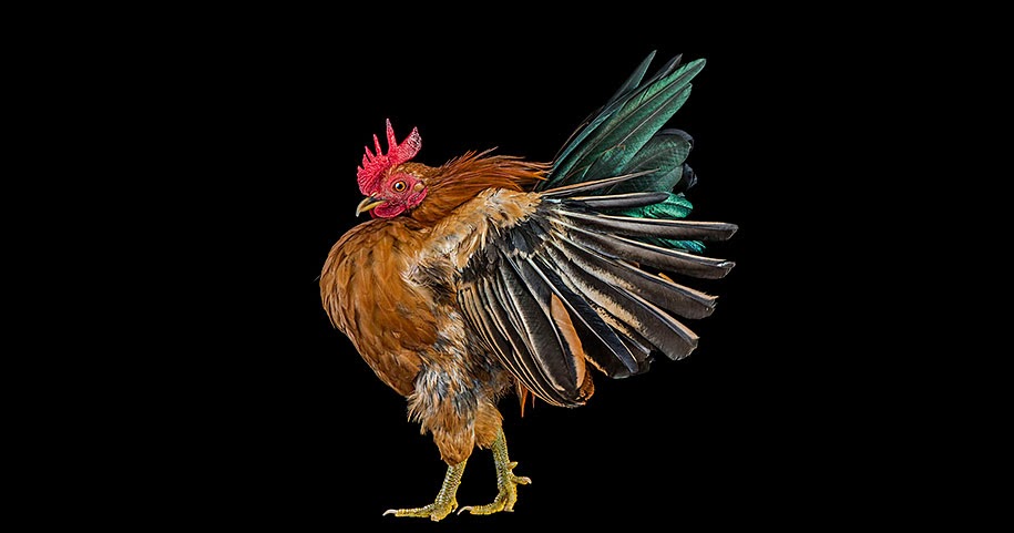 Potret yang menakjubkan dari ayam menunjukkan kecantikan mereka yang ...