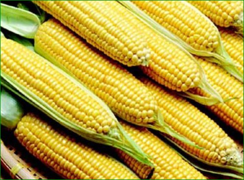 Dica do blog: A Hora e a Vez do Milho - Jornalista de Forno & Fogão