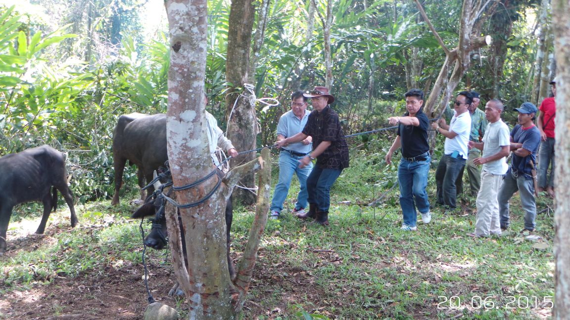 "SOGIT" CEREMONY AT KINABALU MOUNTAIN, BORNEO ISLAND ~ CALAMITY SHELTER ...